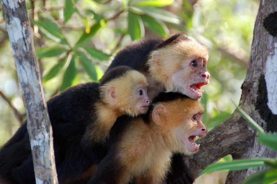 Three Capuchin Monkeys | Shutterbug